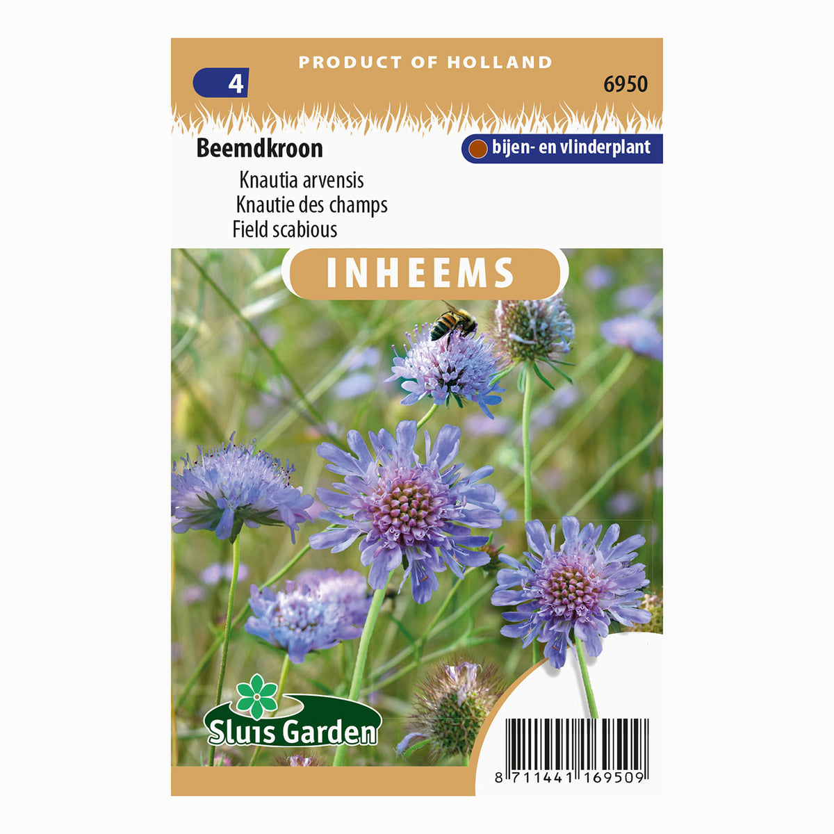 Beemdkroon (Knautia arvensis) | Inheemse Bloemenzaden | Sluis Garden – De Moestuinwinkel