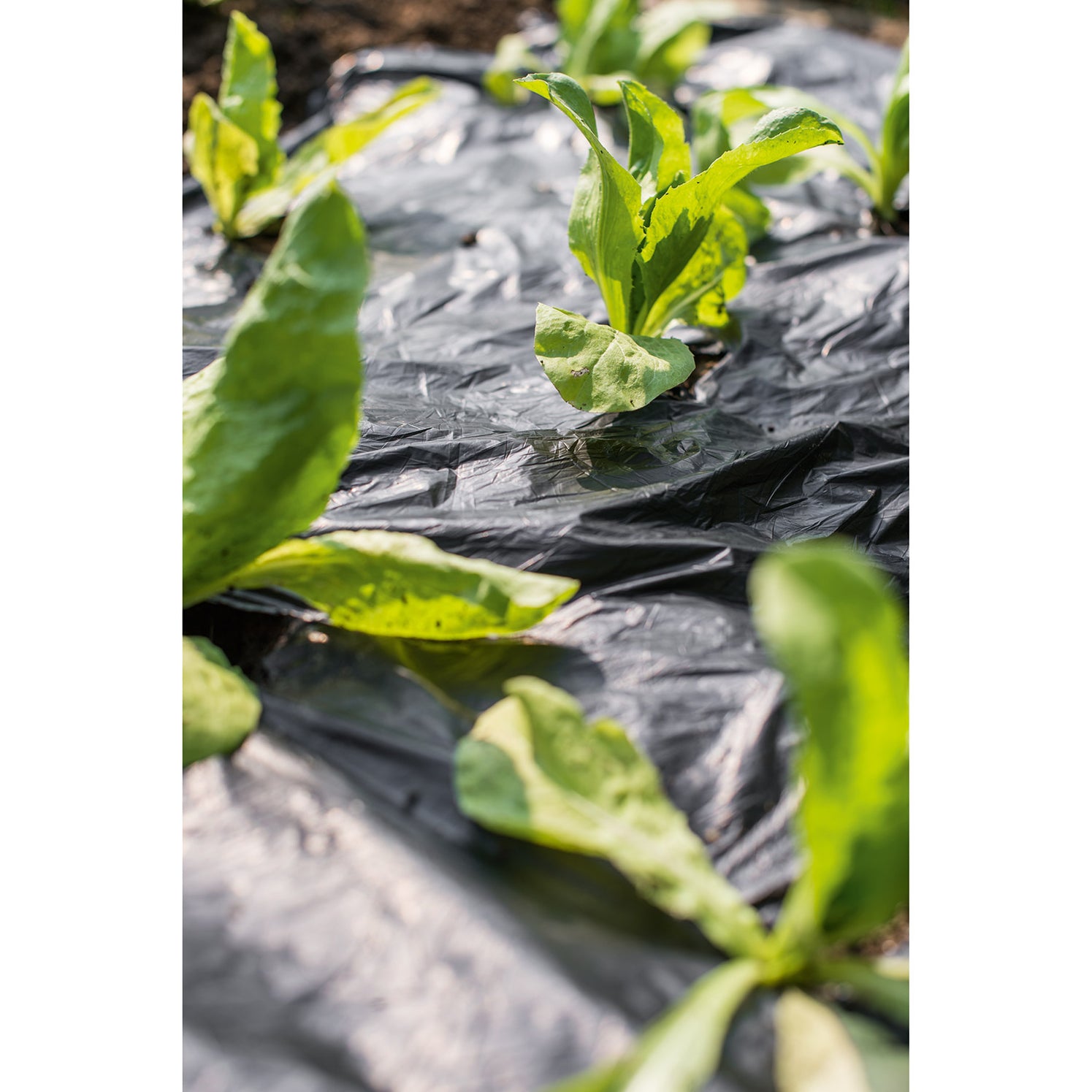 Bio Mulch Folie op Rol (100% Afbreekbaar) | Stocker – De Moestuinwinkel